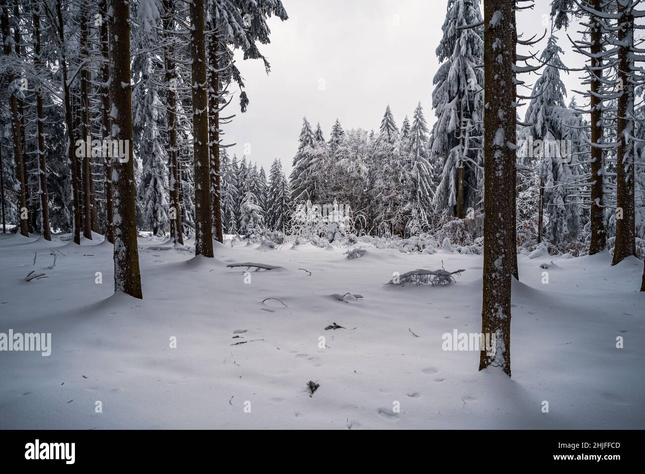 Beautiful winter landscape with snow covered trees in fog. Harsh winter ...