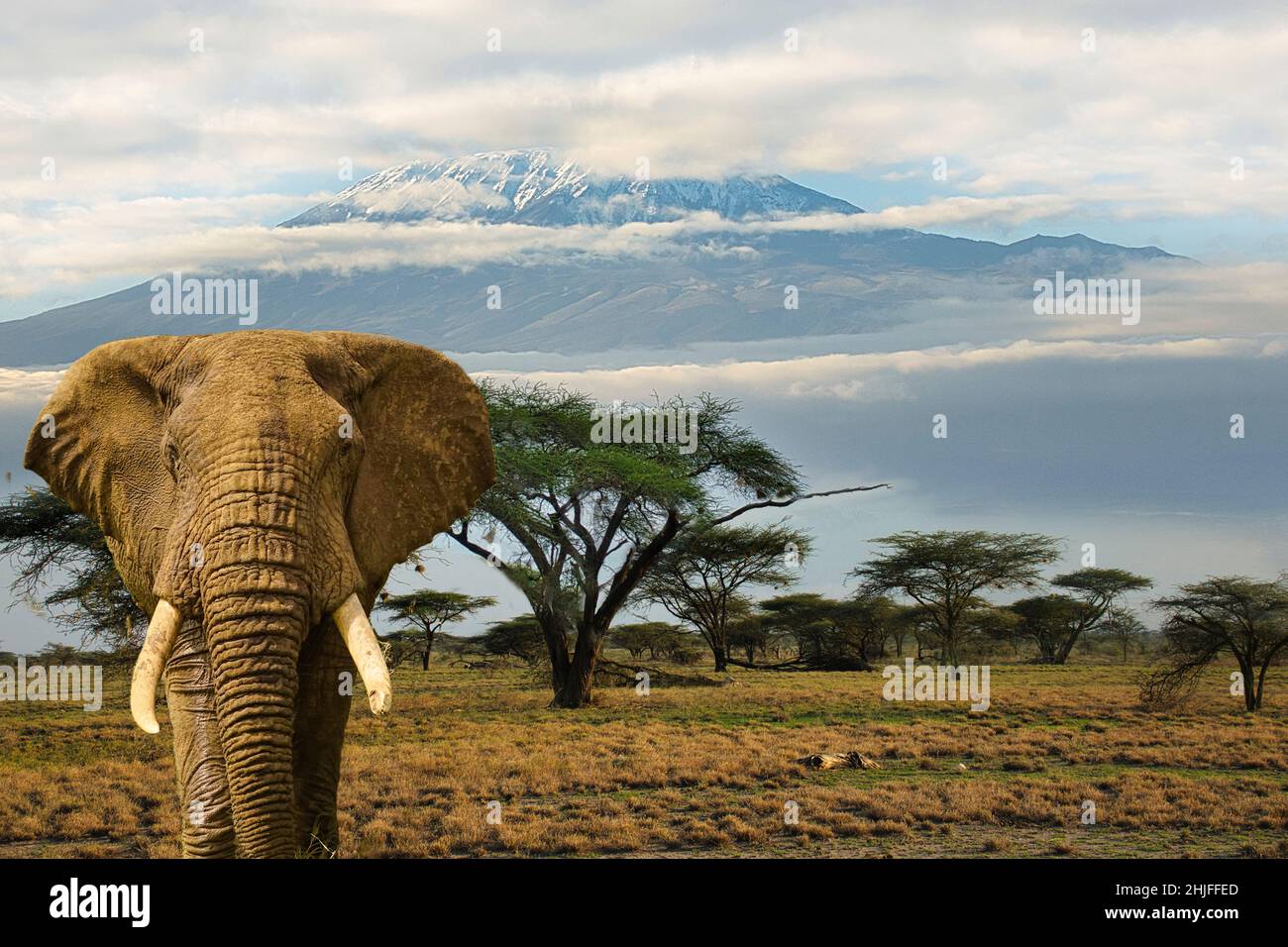 Elephants and Mount Kilimanjaro in Amboseli National Park Stock Photo ...