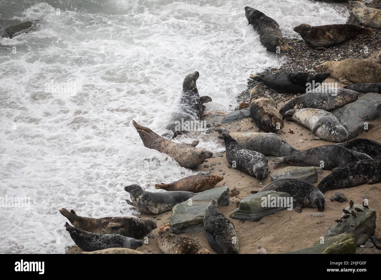 Mutton Cove,Godrevy,Cornwall,29th January 2022,Mutton Cove in Godrevy ...