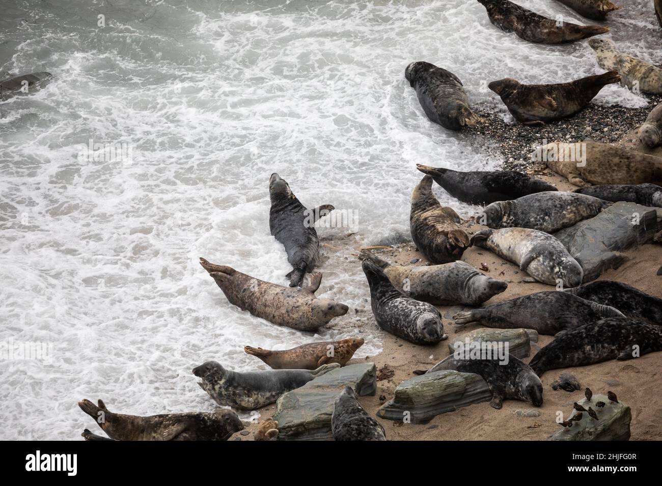 Mutton Cove,Godrevy,Cornwall,29th January 2022,Mutton Cove in Godrevy ...