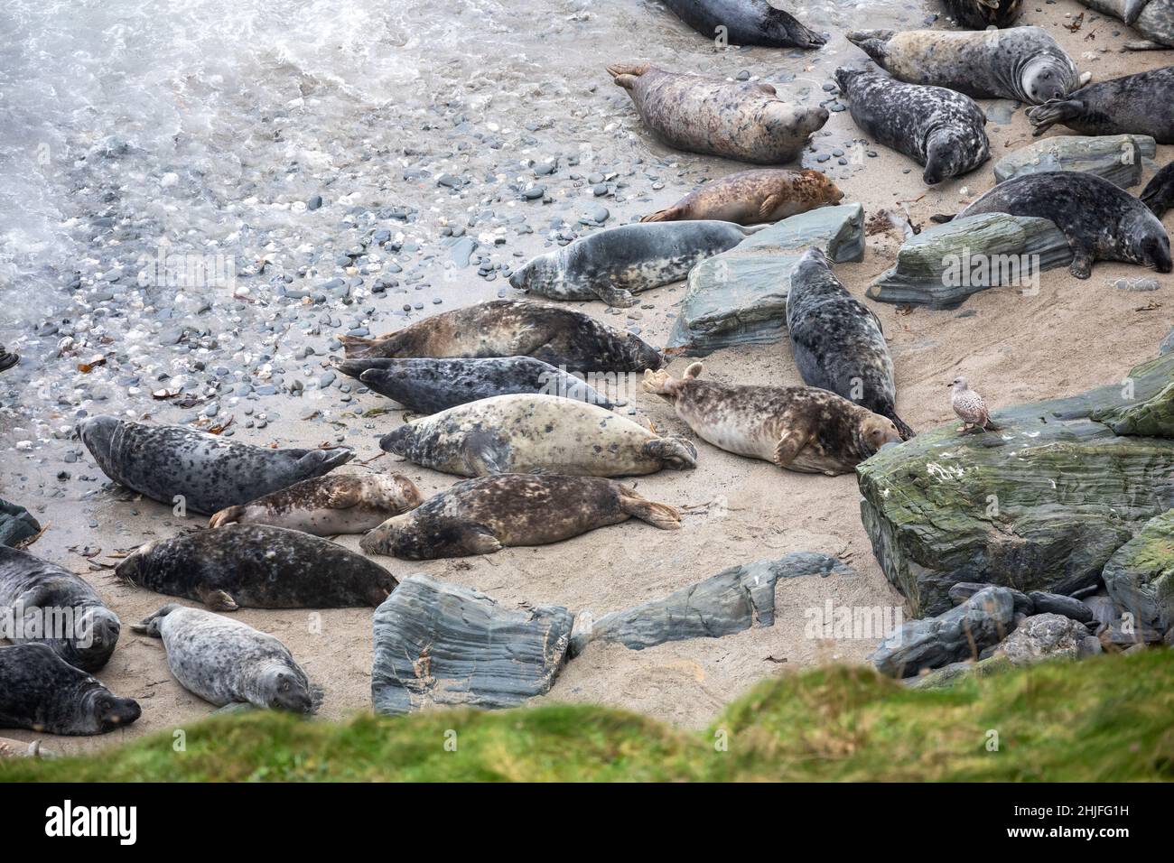 Mutton Cove,Godrevy,Cornwall,29th January 2022,Mutton Cove in Godrevy ...