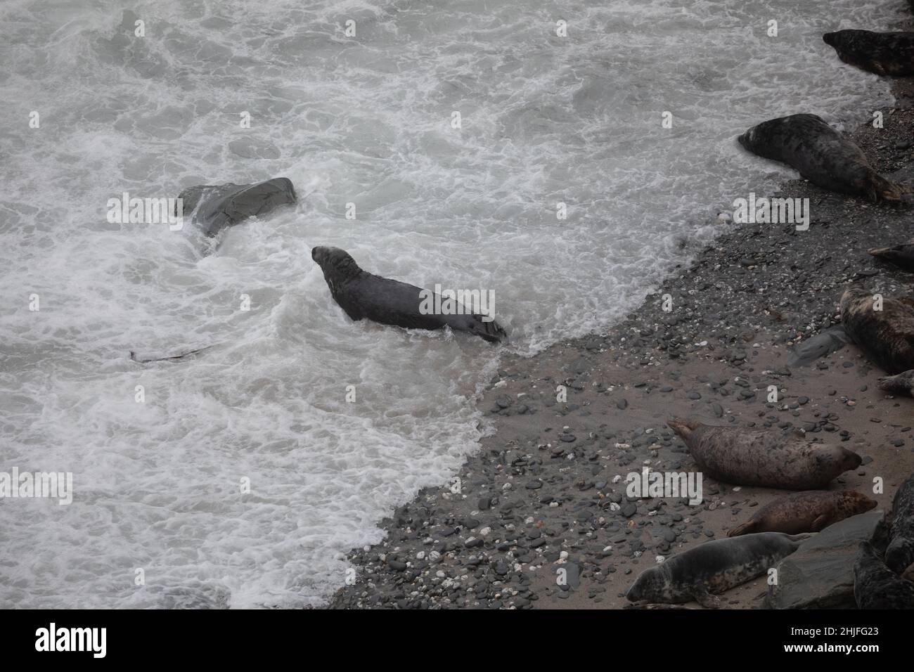 Mutton Cove,Godrevy,Cornwall,29th January 2022,Mutton Cove in Godrevy ...
