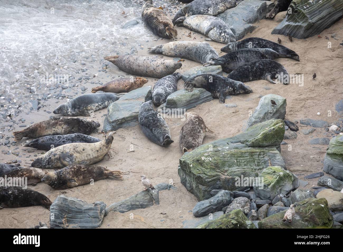 Mutton Cove,Godrevy,Cornwall,29th January 2022,Mutton Cove in Godrevy ...