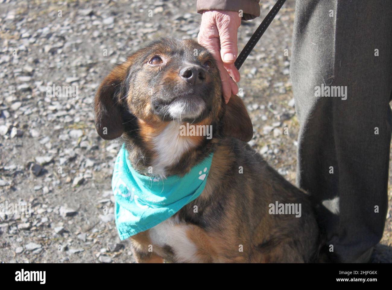 Dog gazing at his human hi-res stock photography and images - Alamy