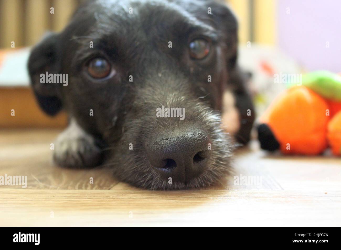 Animal Foreshortening Photography