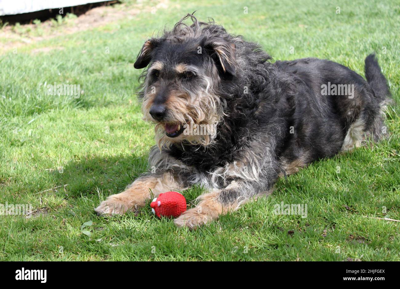 An old terrier breed dog lies on the grass resting after playing with a ...