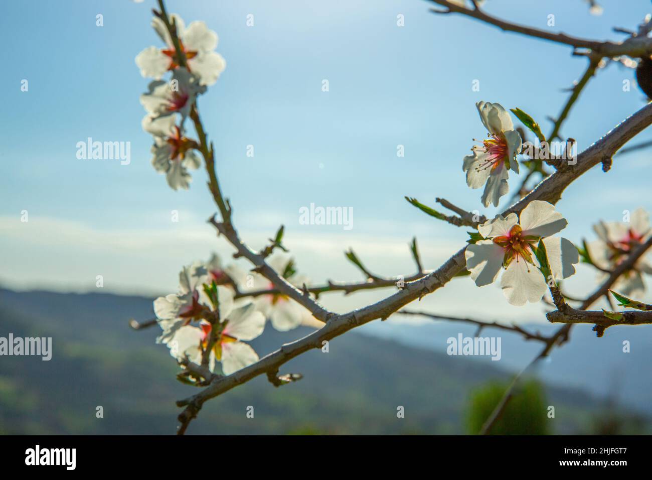 branch of a flowering plum tree. Spring Stock Photo - Alamy