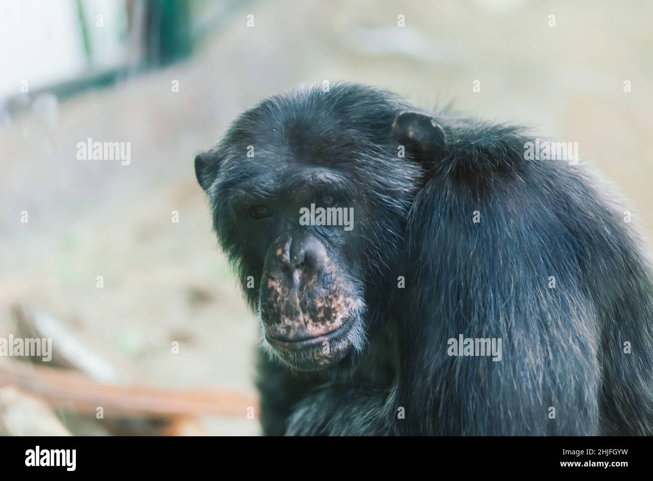 Bornean old big orangutan, pongo pygmaeus, detail head male photo Stock ...
