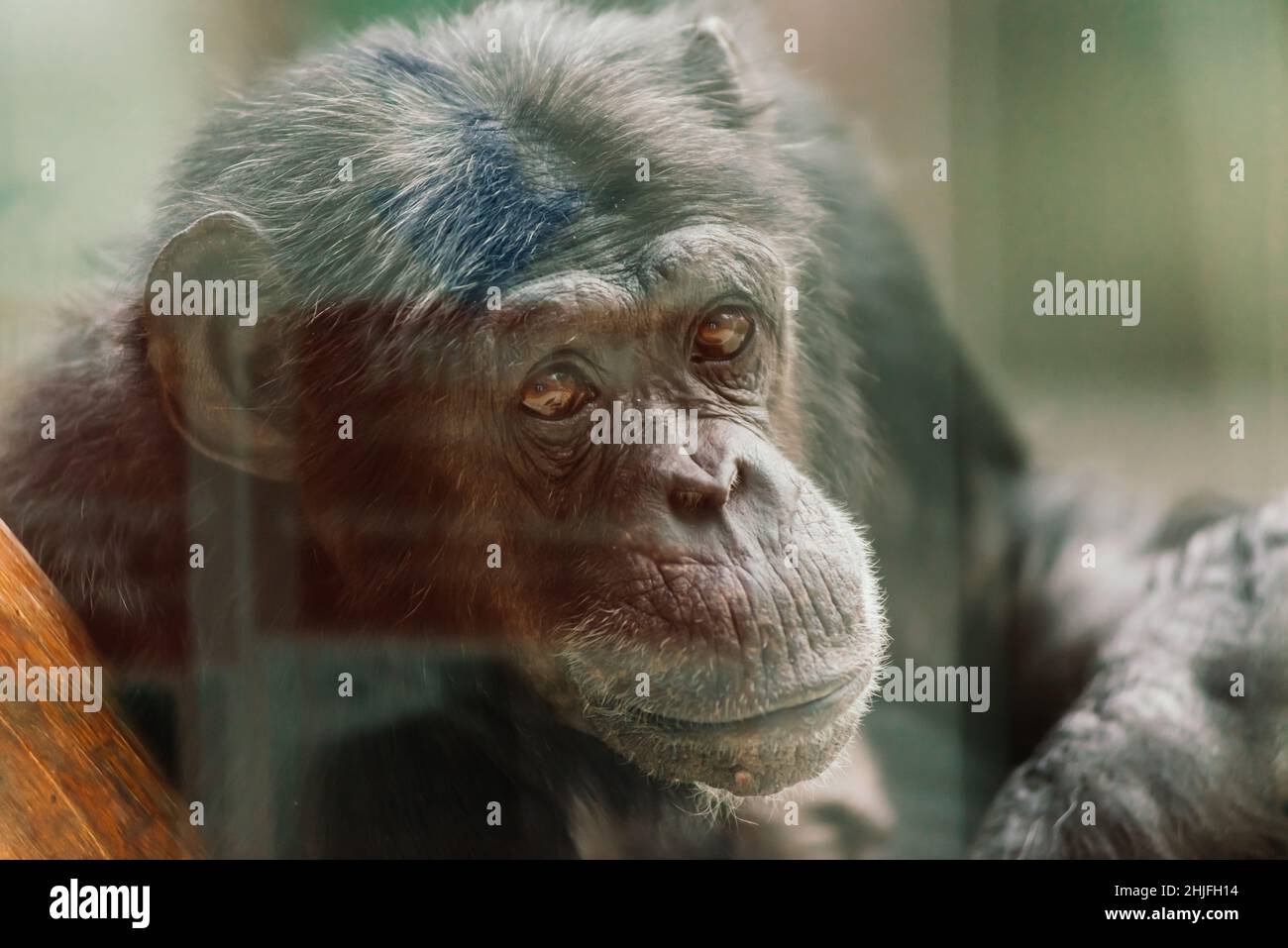 Bornean old big orangutan, pongo pygmaeus, detail head male photo Stock ...