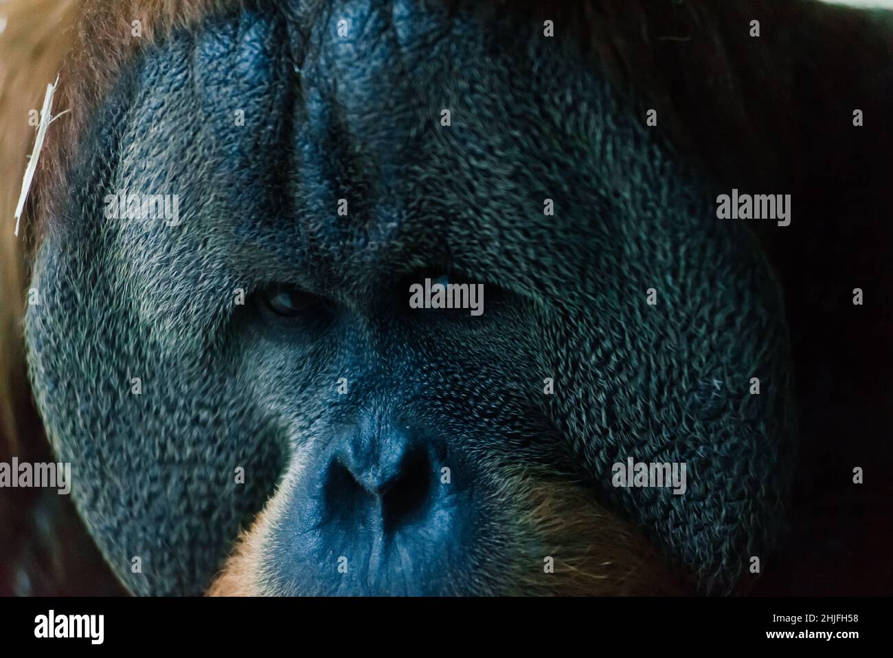 Bornean old big orangutan, pongo pygmaeus, detail head male photo Stock ...