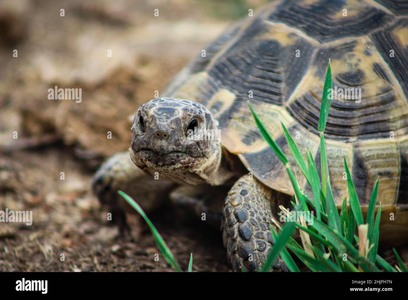 Old turtle hi-res stock photography and images - Alamy
