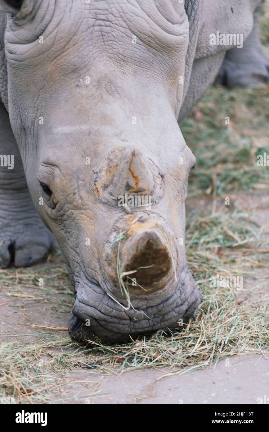 Close up photo of rhino, big old rhinoceros Stock Photo - Alamy