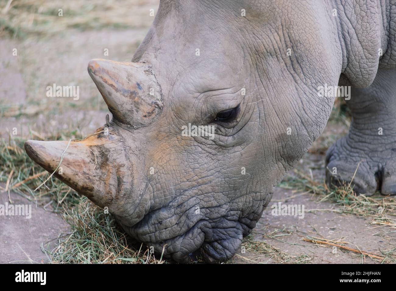 Close up photo of rhino, big old rhinoceros Stock Photo - Alamy