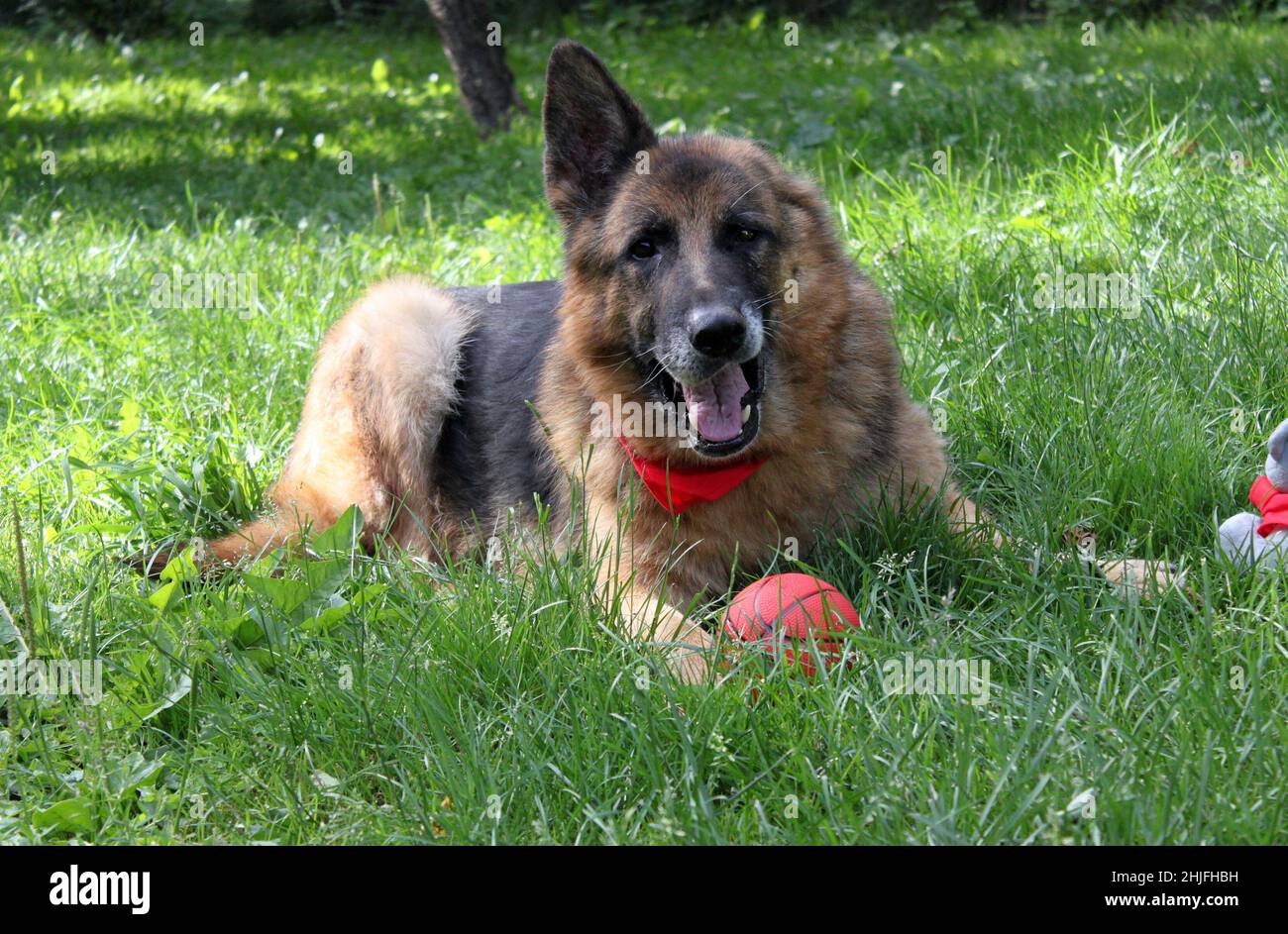 Portrait of an old German Shepherd dog without one ear (after ear ...