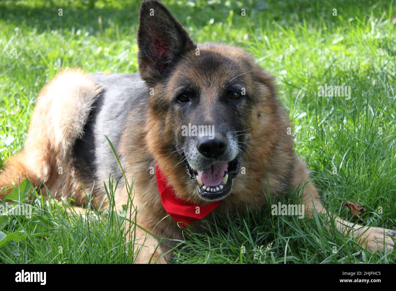 Portrait of an old German Shepherd dog without one ear (after ear ...