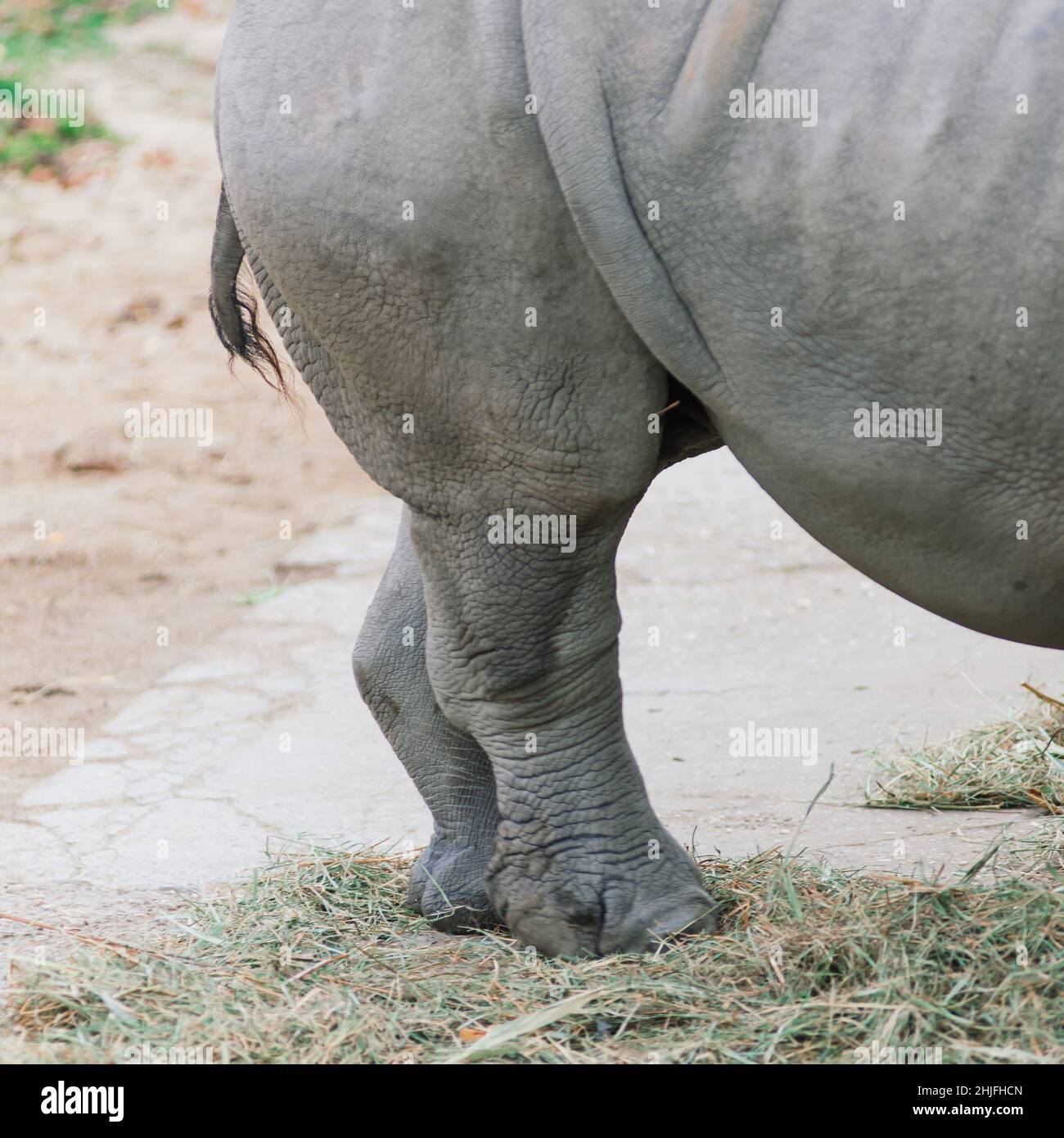 Close up photo of rhino, big old rhinoceros Stock Photo - Alamy