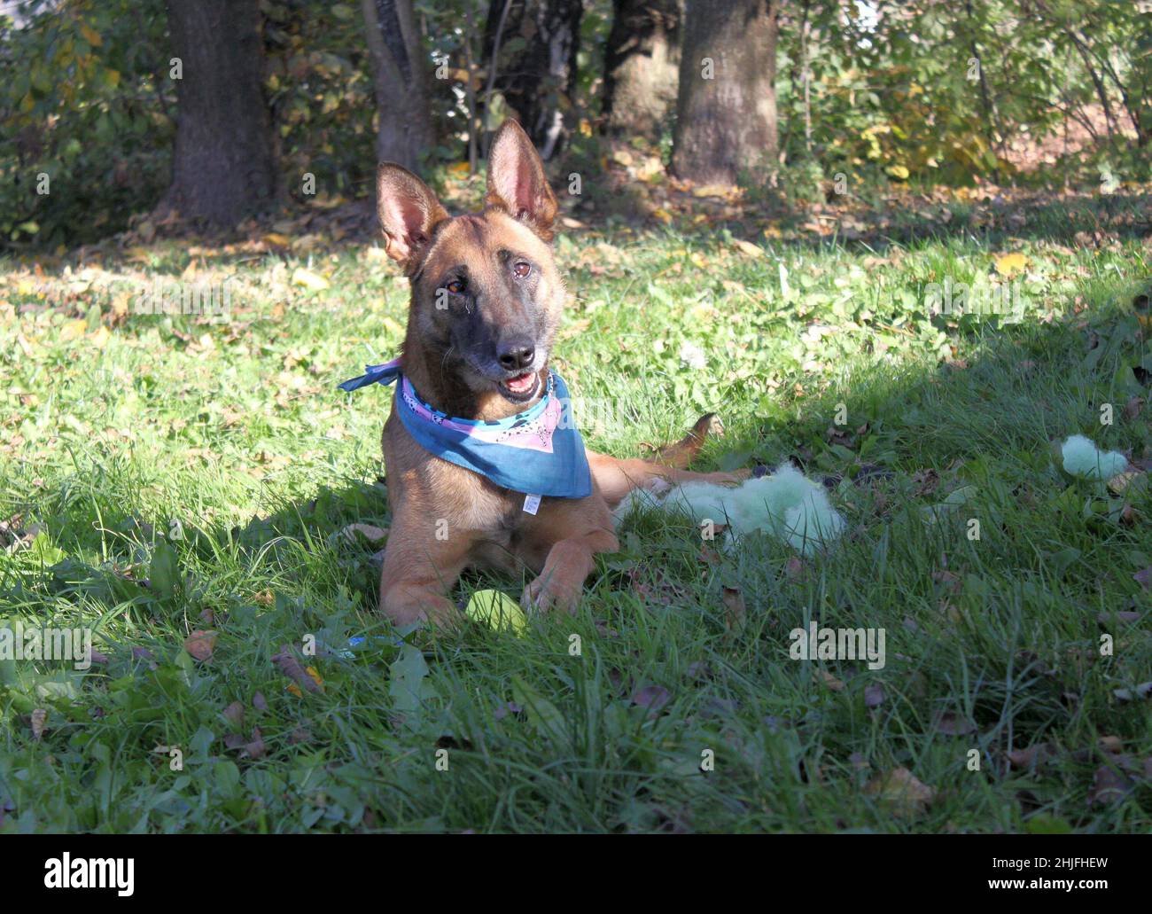 A Belgian Shepherd Malinois dog lies on the grass resting after playing ...