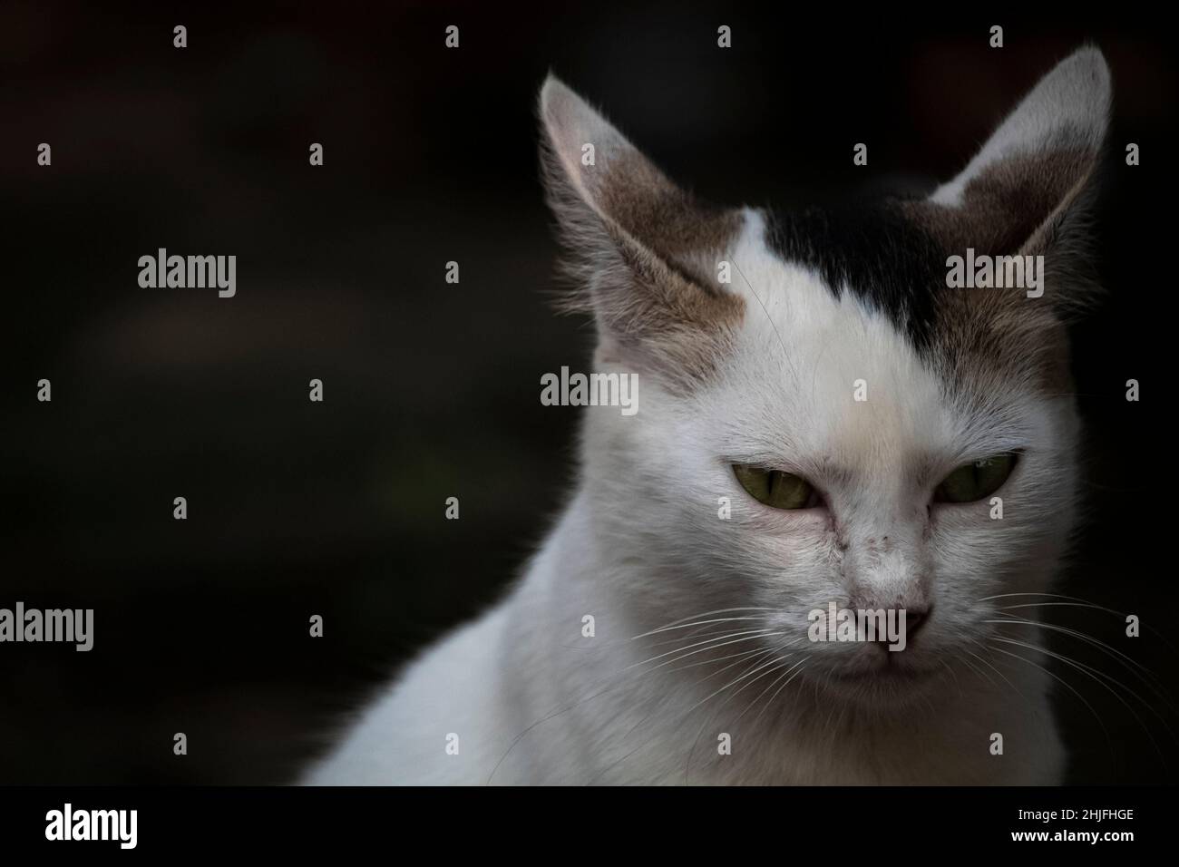 Cute cat face hi-res stock photography and images - Alamy