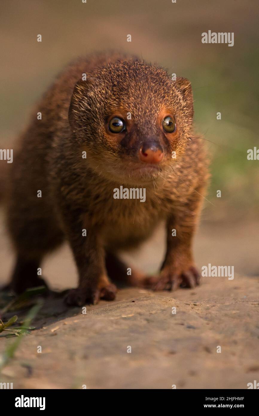 Face close up of a beautiful Indian gray mongoose, A mongoose is a ...