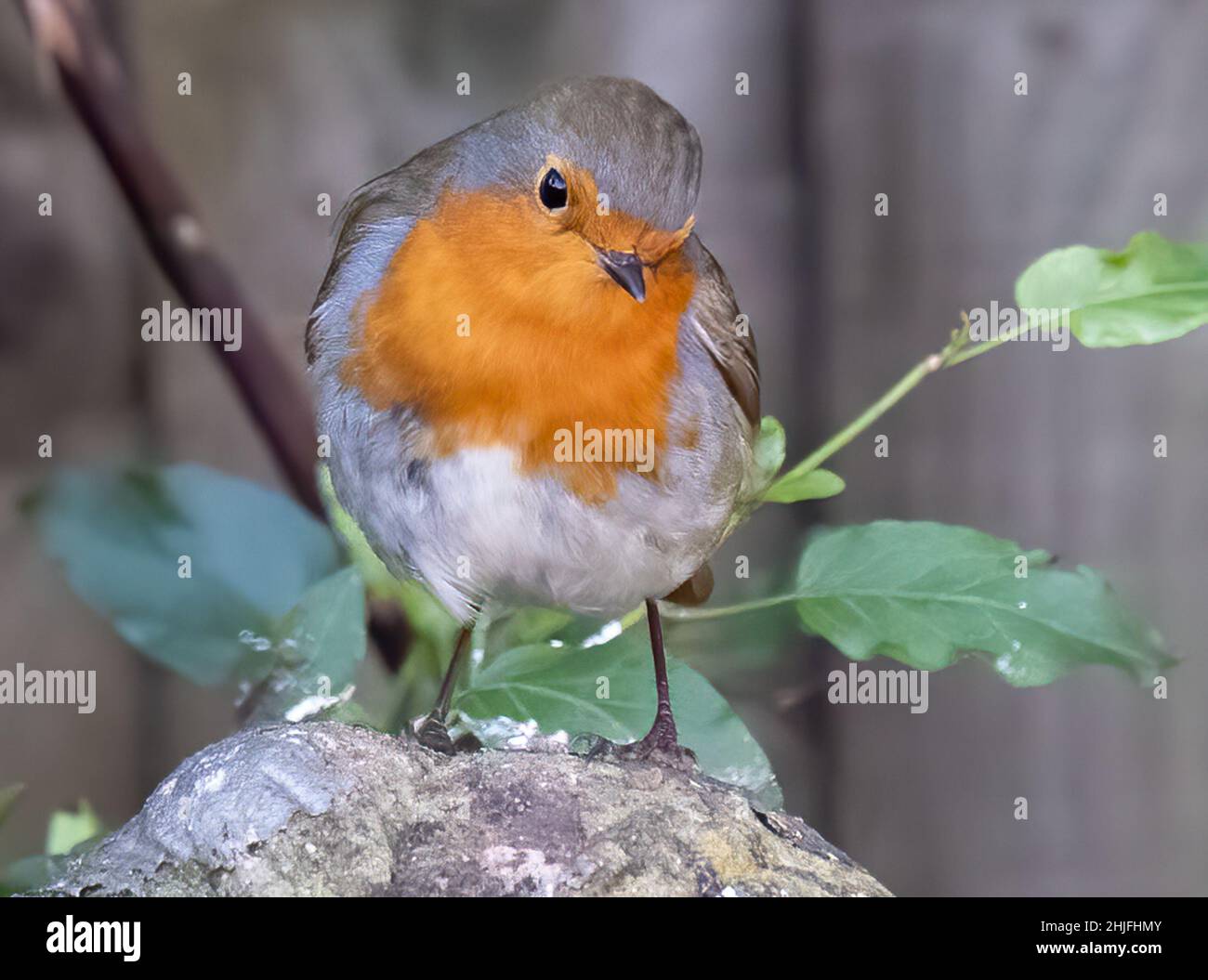 Aves aves robin hi-res stock photography and images - Alamy