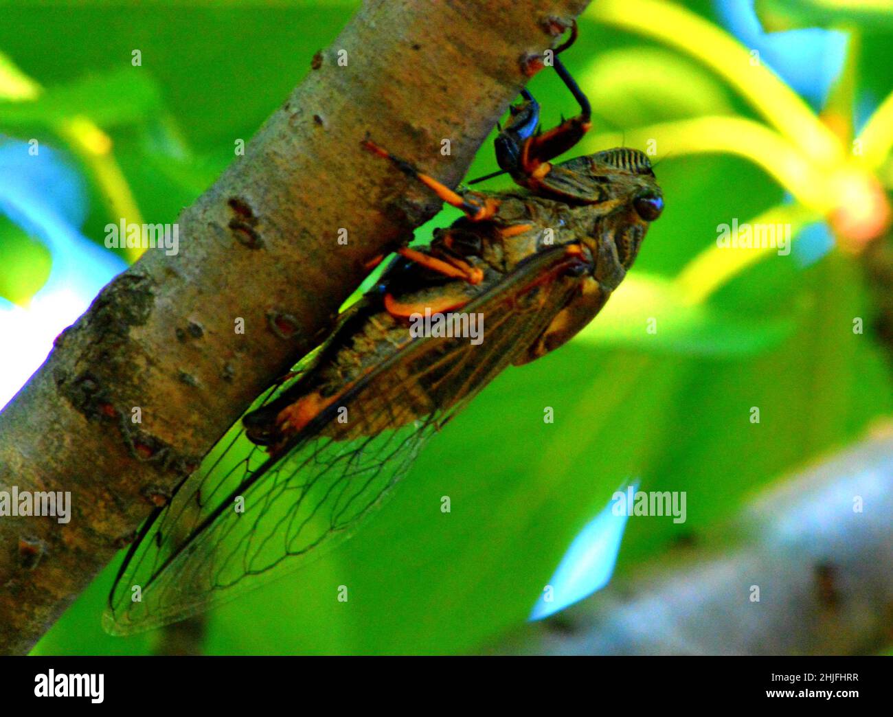 Close-up shot of a cicada bug climbing on a tree branch Stock Photo - Alamy