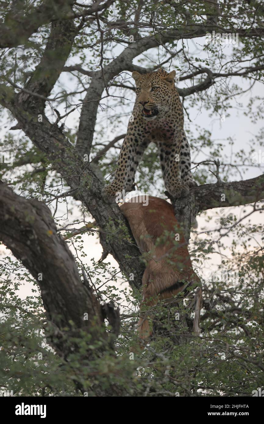 Closeup of a young male leopard standing over an impala in South Africa ...