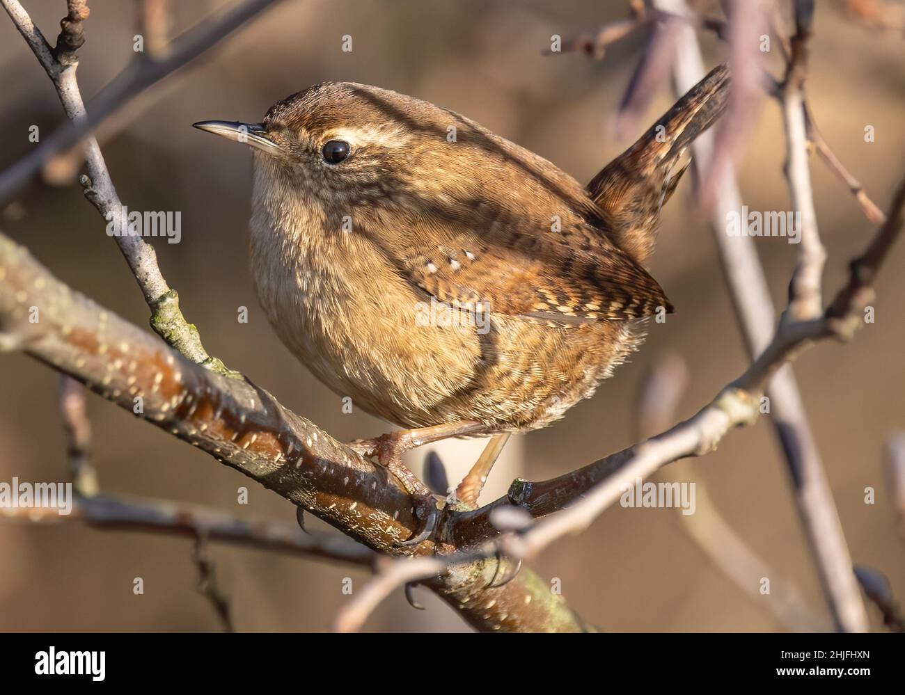 Close-up shot of a wren bird standing on a tree branch Stock Photo - Alamy