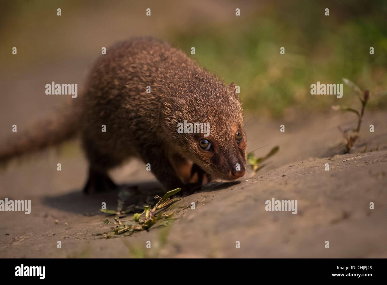 Close up of a Indian gray mongoose, A mongoose is a small terrestrial ...