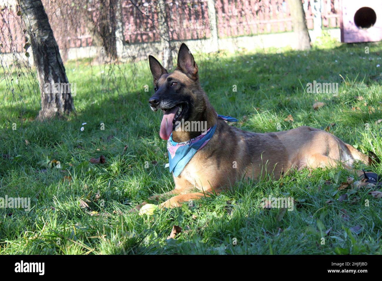 A Belgian Shepherd Malinois dog lies on the grass resting after playing ...