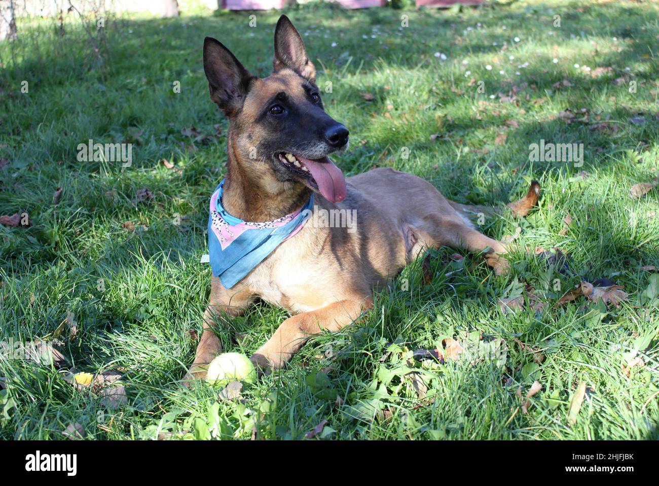 A Belgian Shepherd Malinois dog lies on the grass resting after playing ...