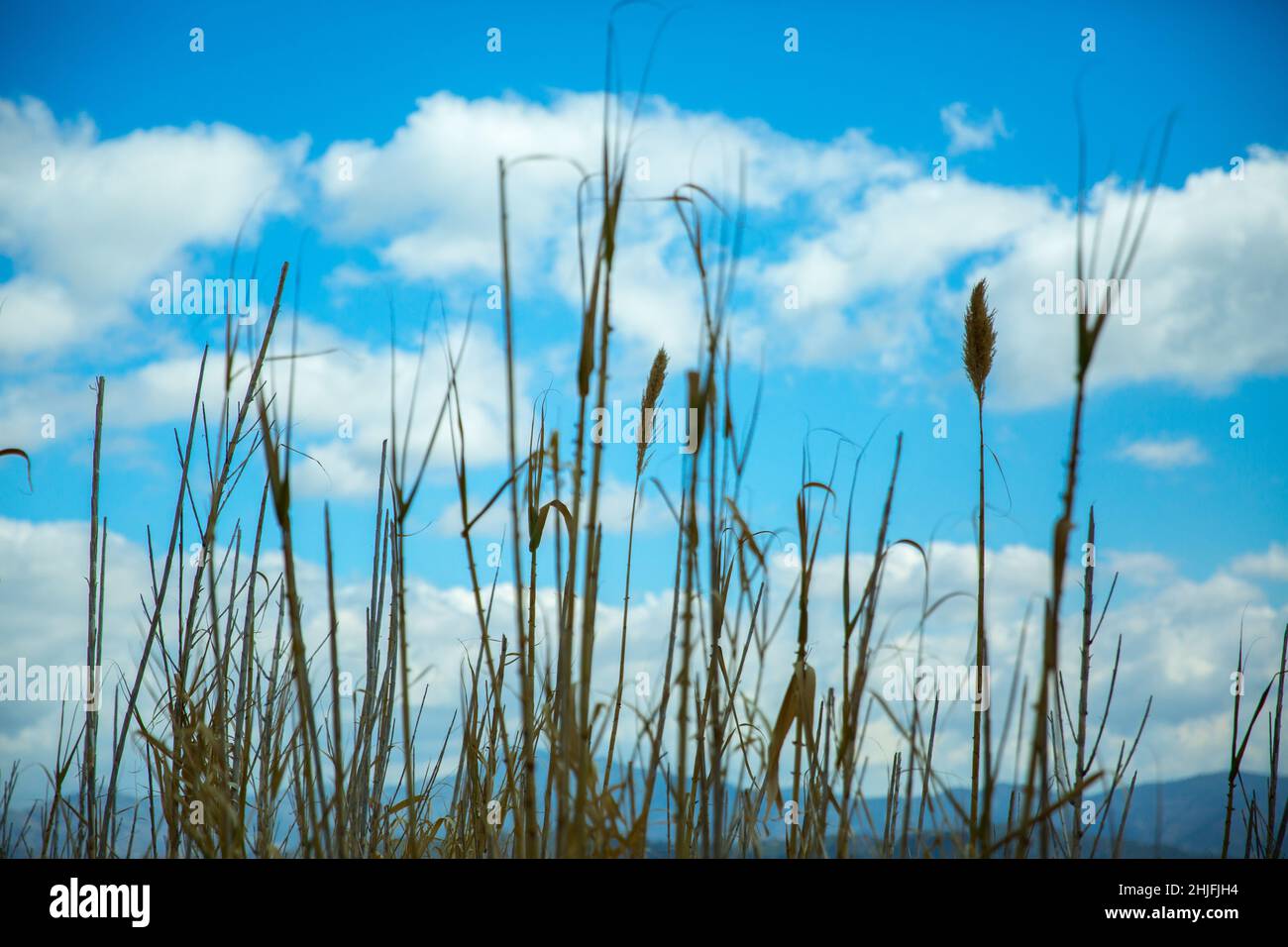 Panicle grass against the light hi-res stock photography and images - Alamy