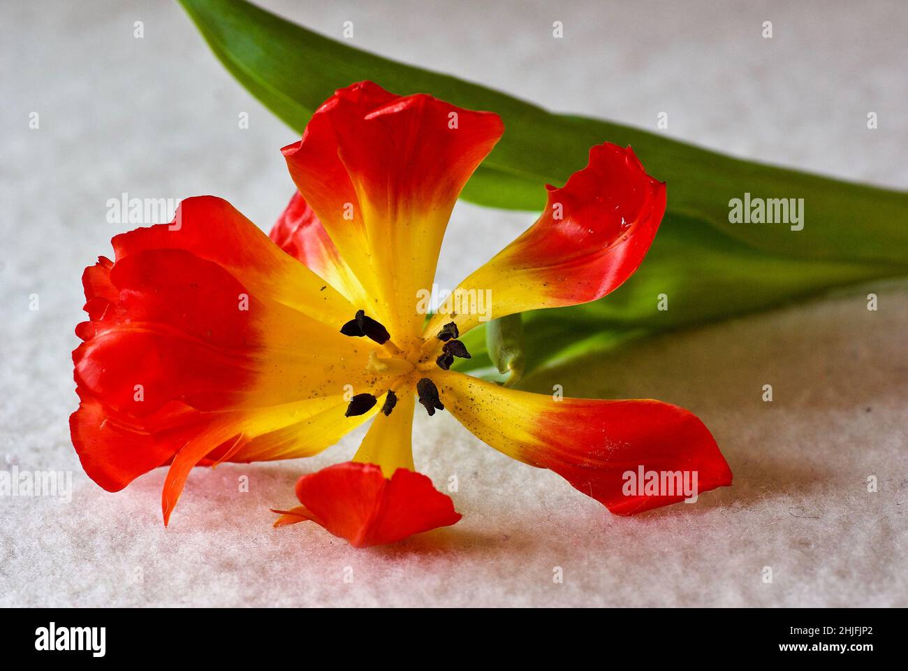 One yellow and red overblown tulip laying on white table cloth Stock ...