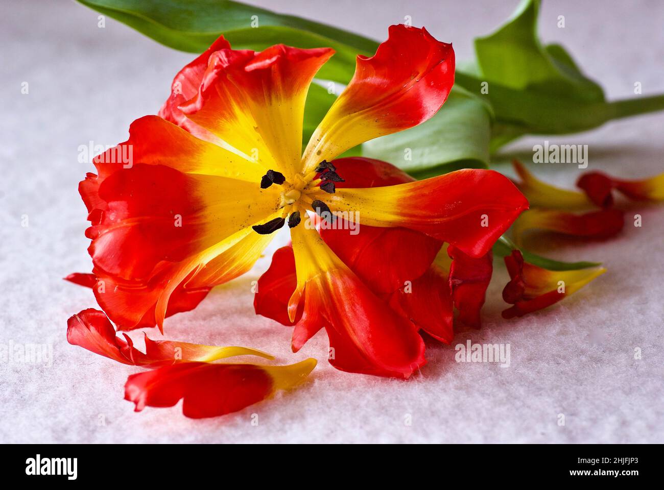 One yellow and red overblown tulip laying on white table cloth Stock ...