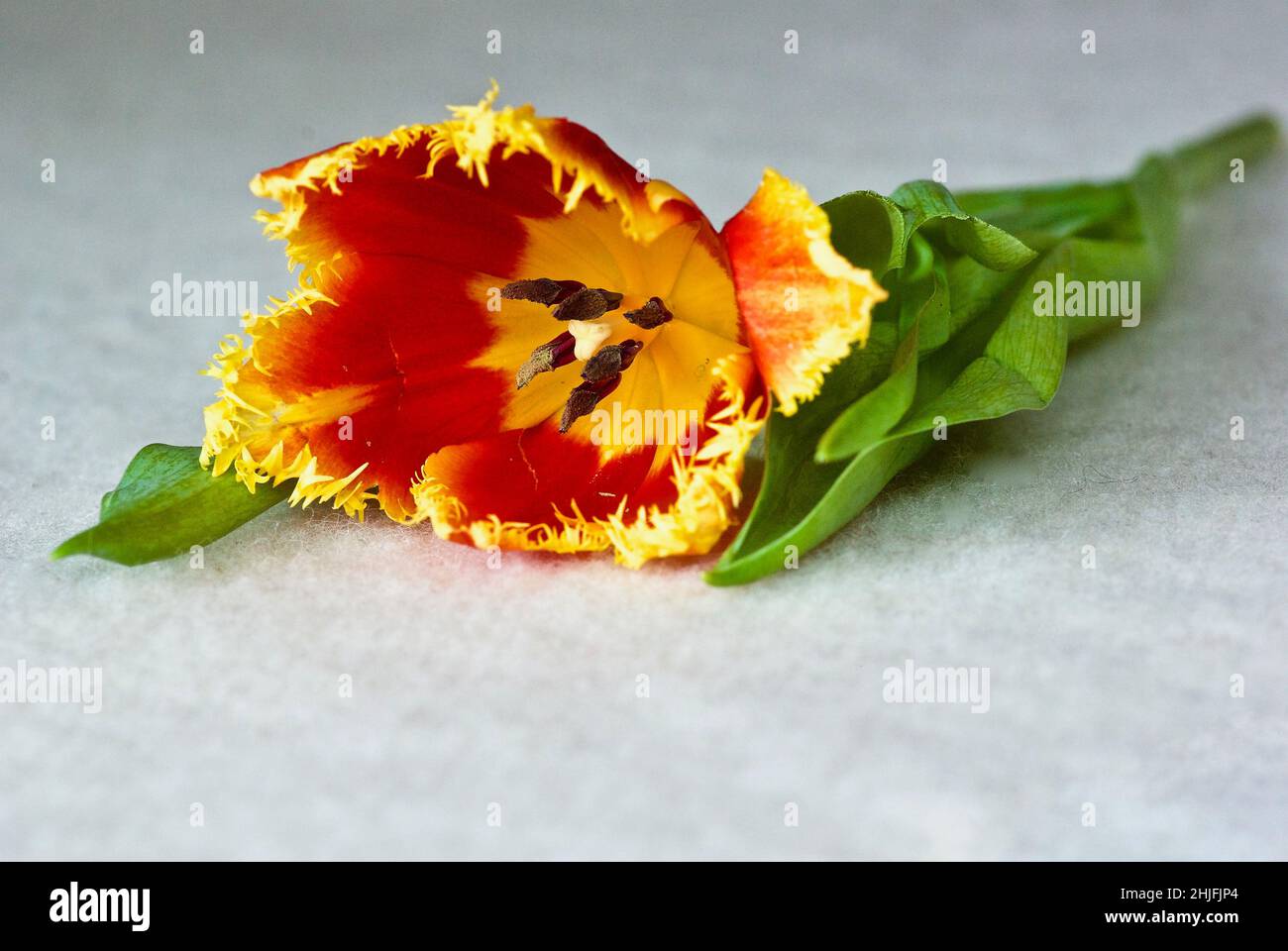 One yellow and red fringed tulip laying on white table cloth Stock ...