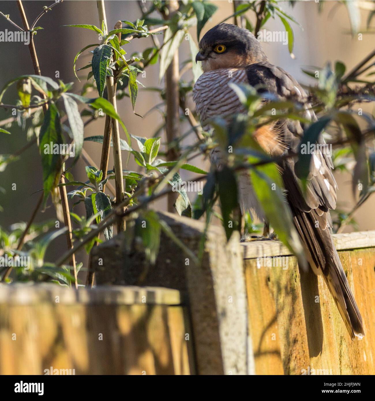 Sparrowhawk (Accipiter nisus) male with long barred tail blue grey ...