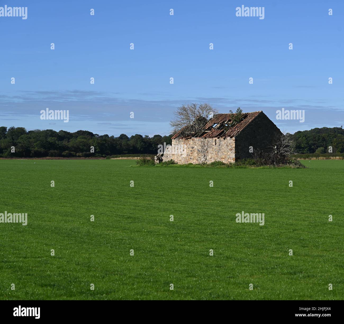 Abandoned barn in the middle of a field Stock Photo - Alamy