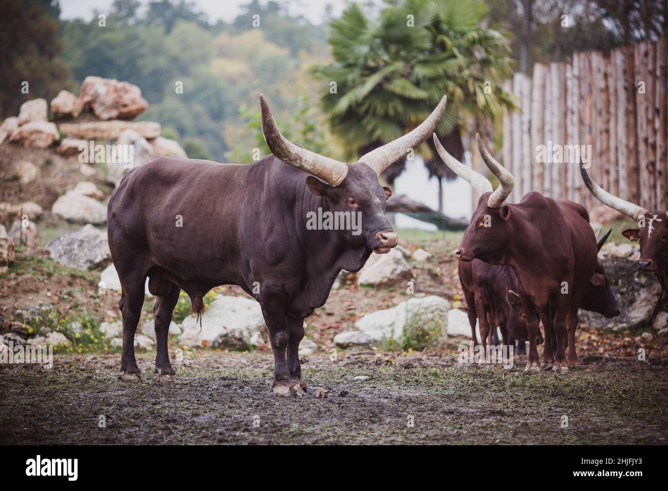 Brown bull in the zoo. Italy Stock Photo - Alamy