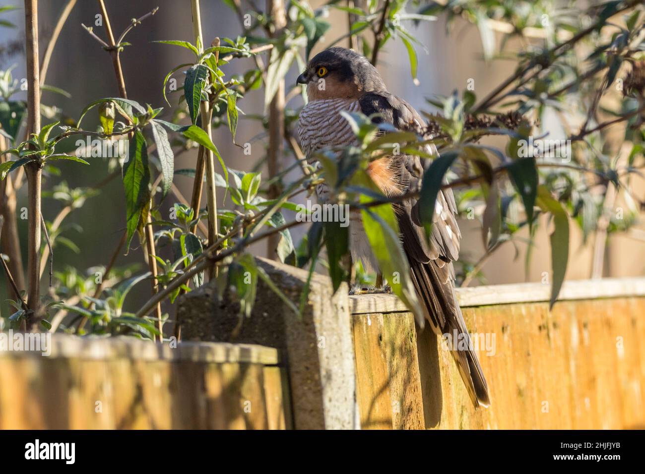Sparrowhawk (Accipiter nisus) male with long barred tail blue grey ...