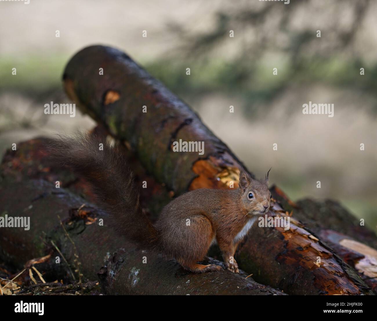 Animal forest tree hi-res stock photography and images - Alamy