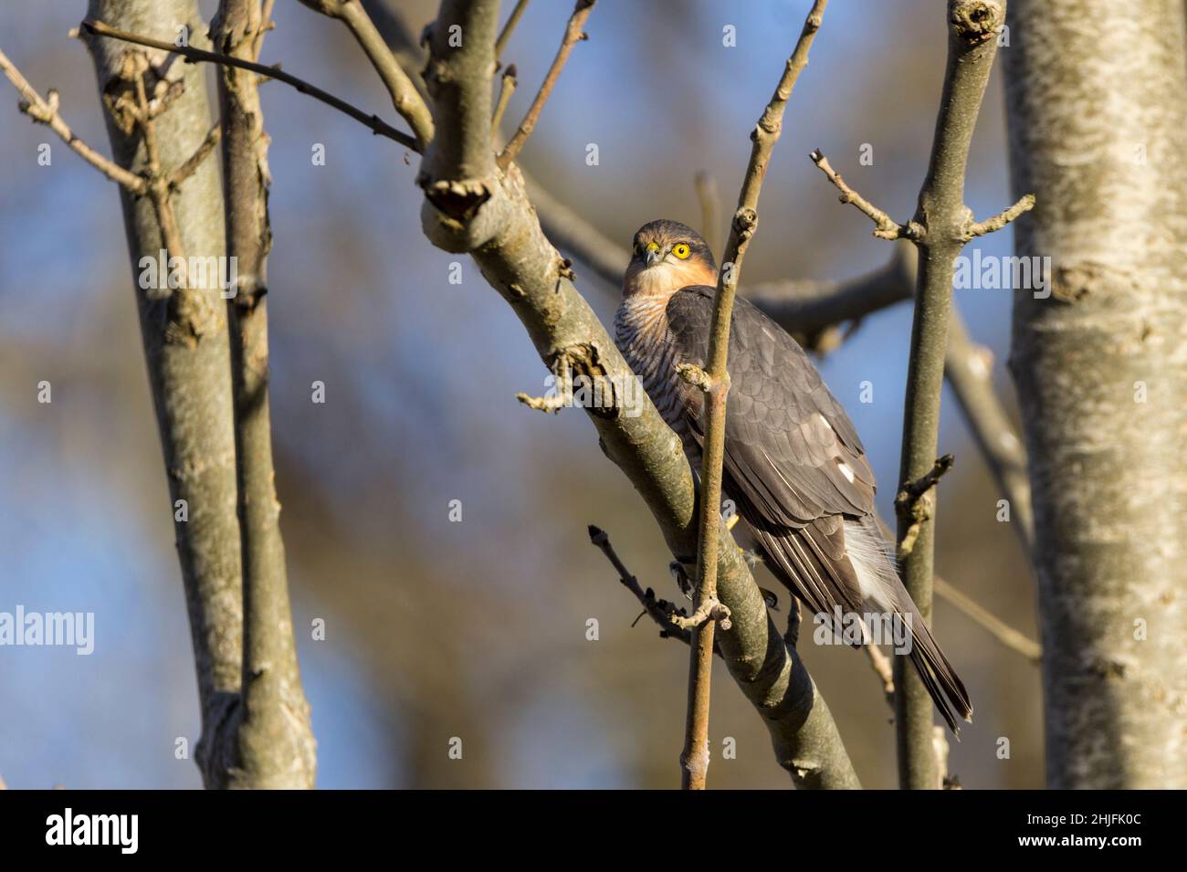 Sparrowhawk (Accipiter nisus) male with long barred tail blue grey ...