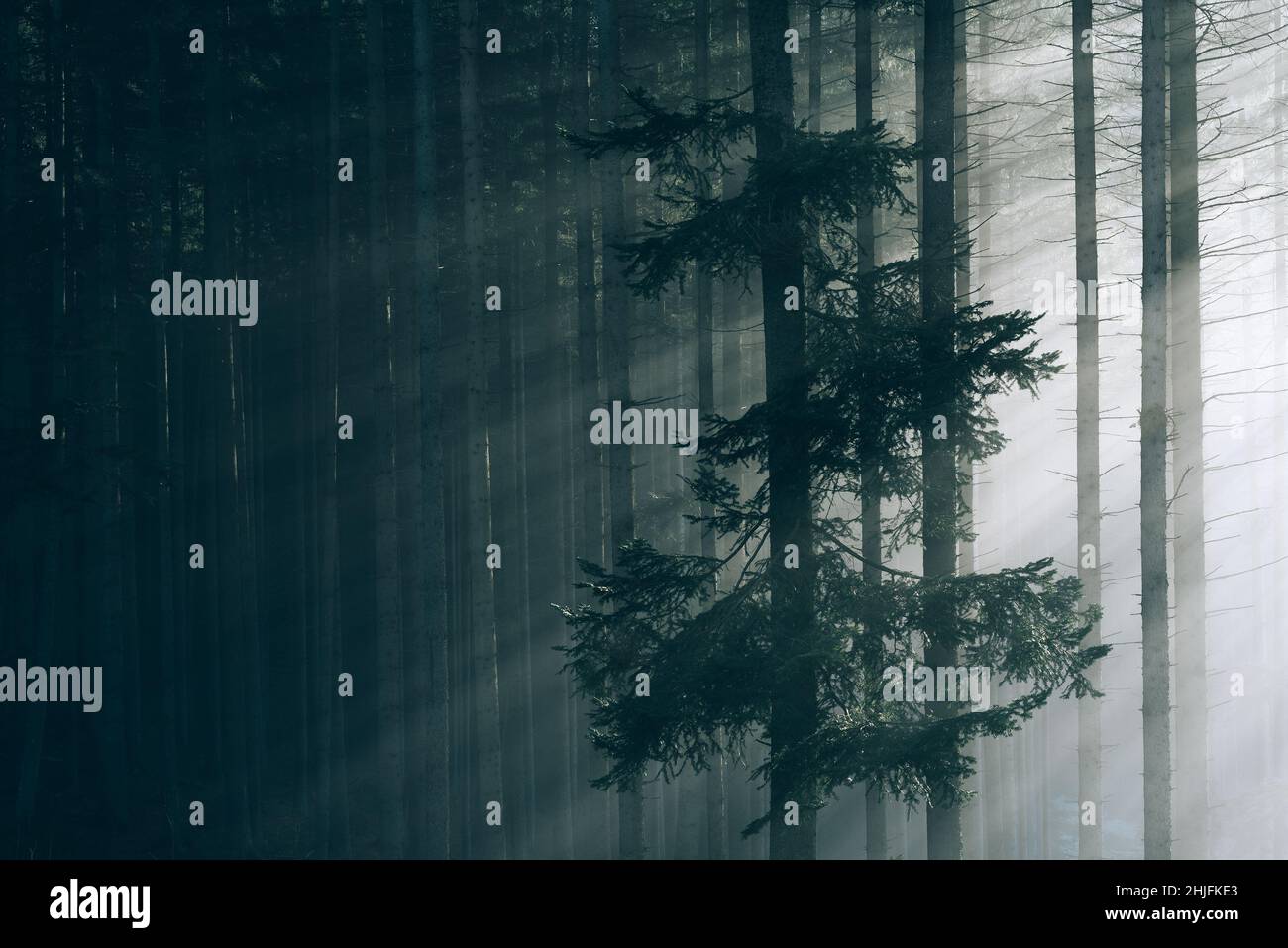 Fog in the fir forest. Sun rays. Art processing of photos. Low contrast ...