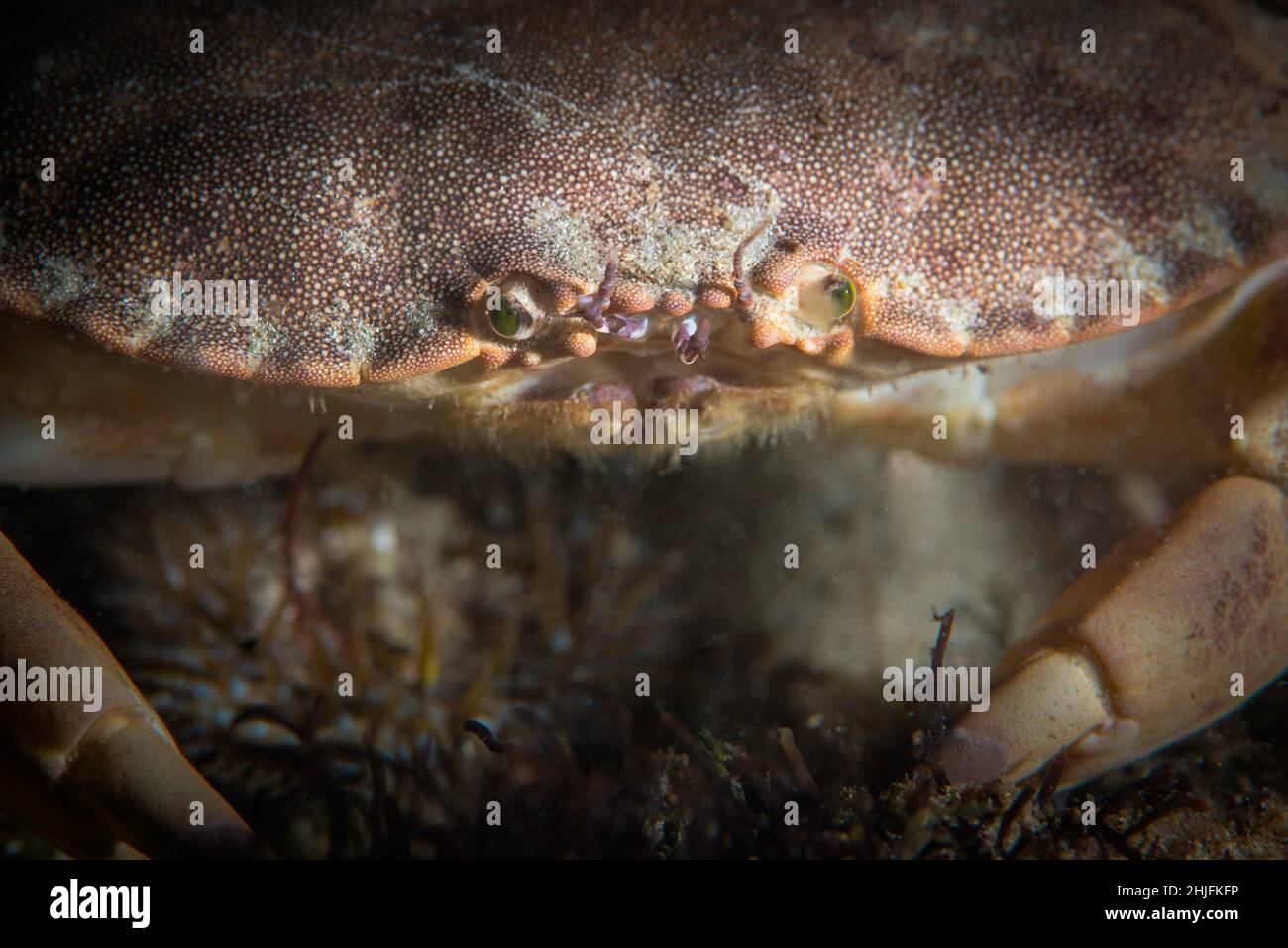 Edible brown crab cancer pagurus hi-res stock photography and images ...