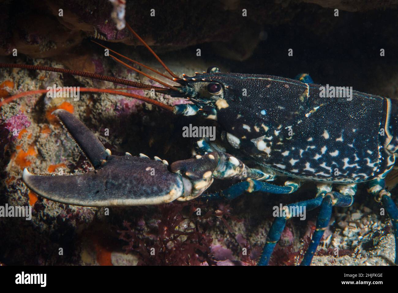 European lobster or common lobster (Homarus gammarus, is a species of ...