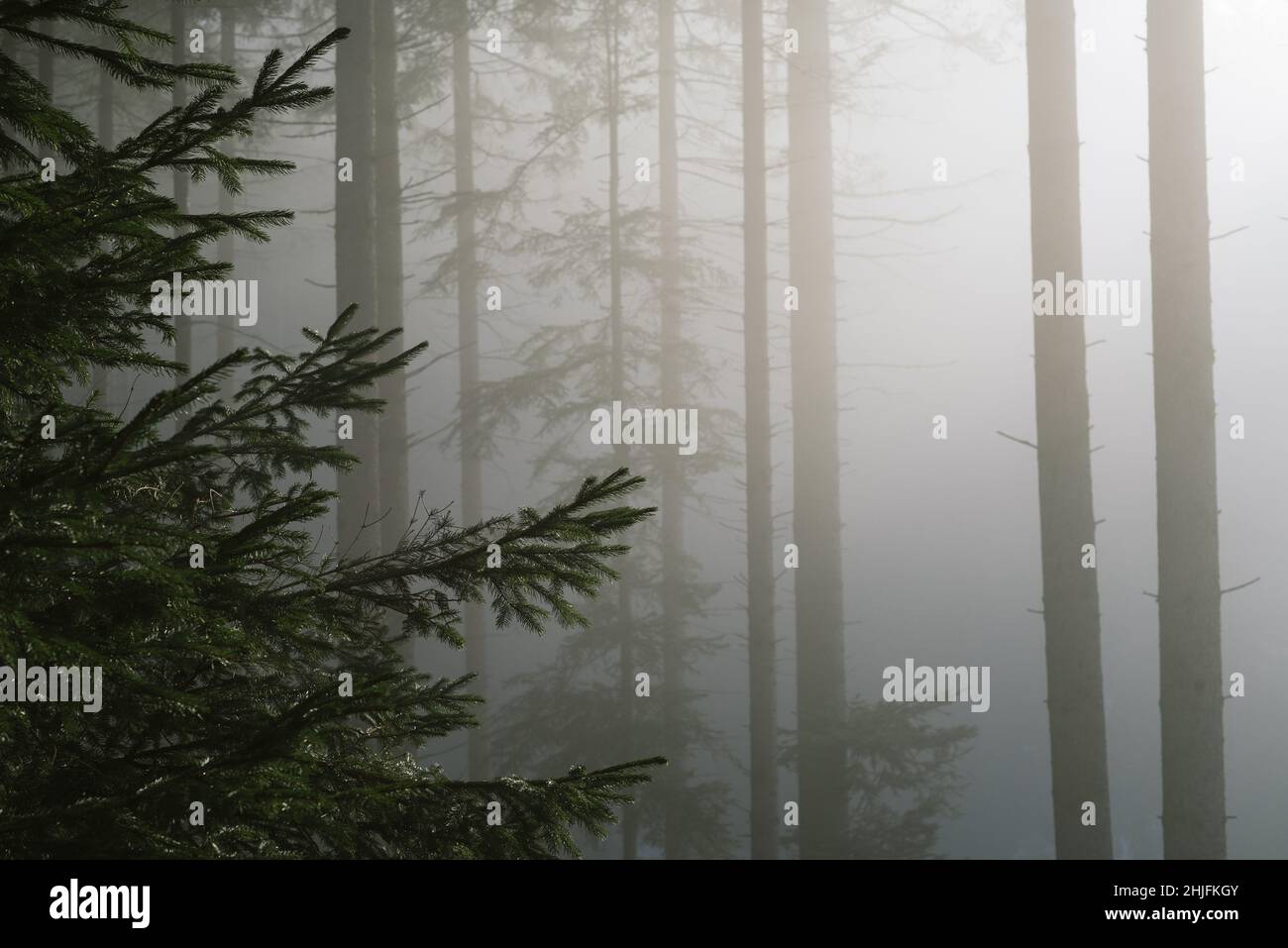 Fog and solar light in the spruce forest. Beautiful morning landscape ...