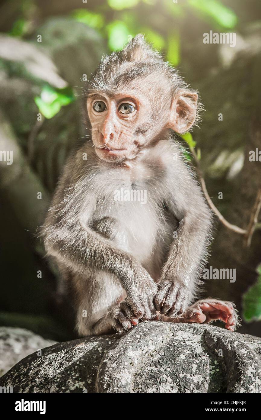 Adorable little baby macaque monkey at Sacred Monkey Forest. Ubud, Bali ...