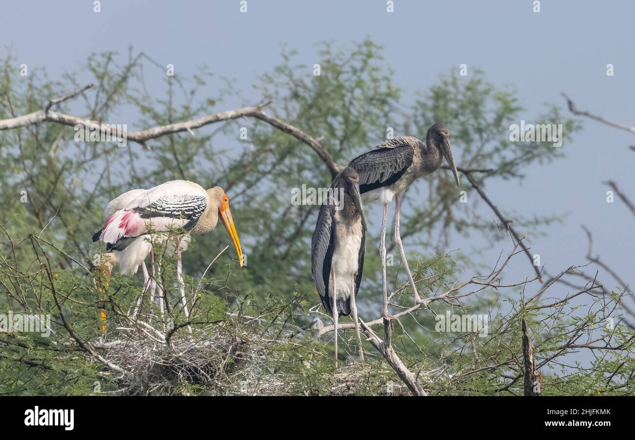 Painted Stork (Mycteria leucocephala) bird in the forest of north india ...