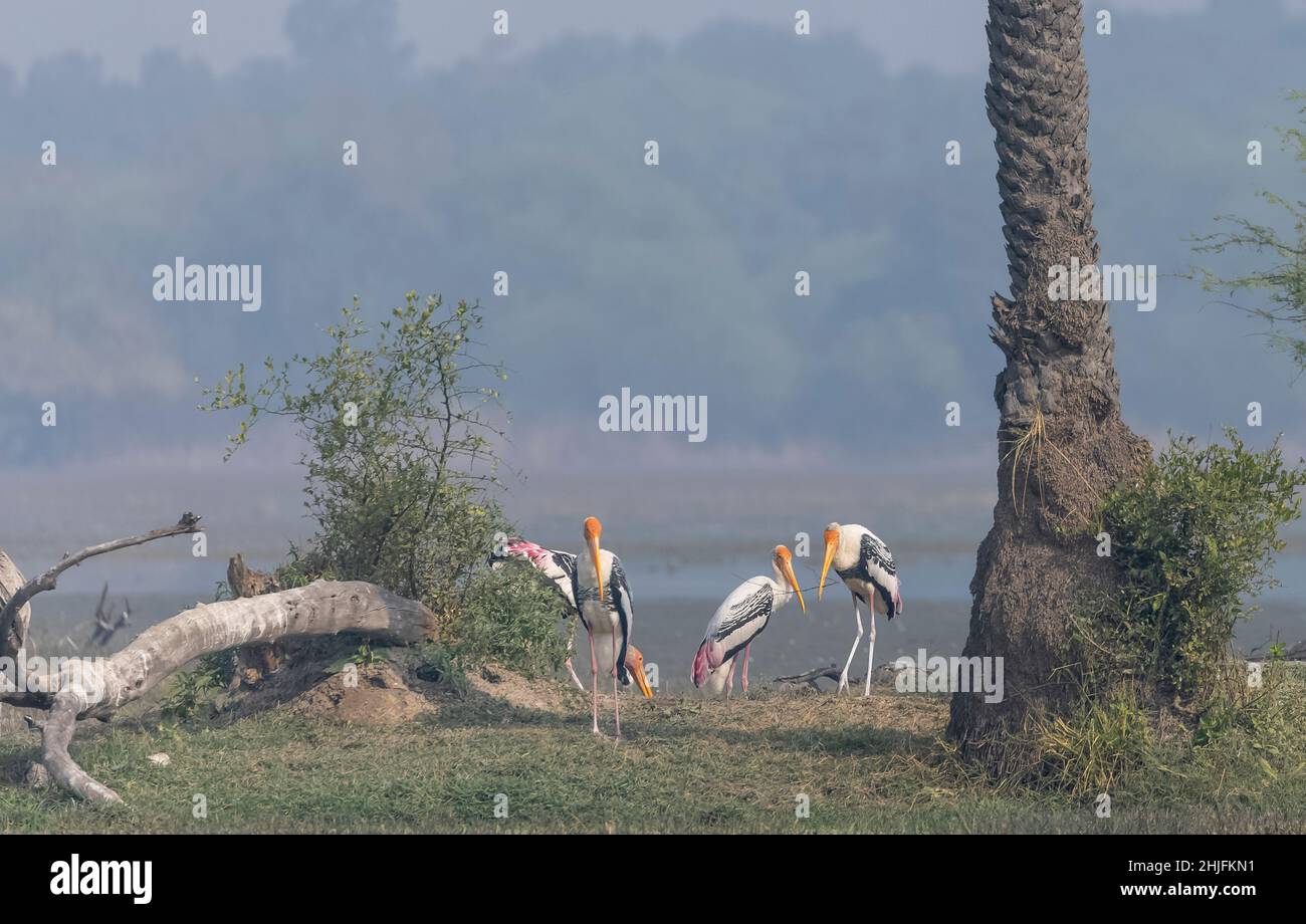 Painted Stork (Mycteria leucocephala) bird in the forest of north india ...