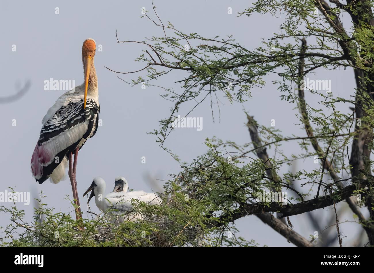 Painted Stork (Mycteria leucocephala) bird in the forest of north india ...