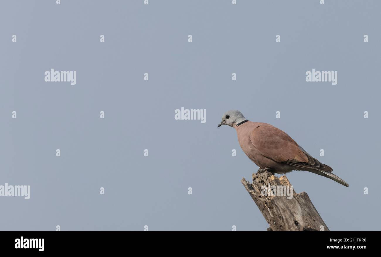 Migrated bird in the forest during the winter season in Indian forest ...