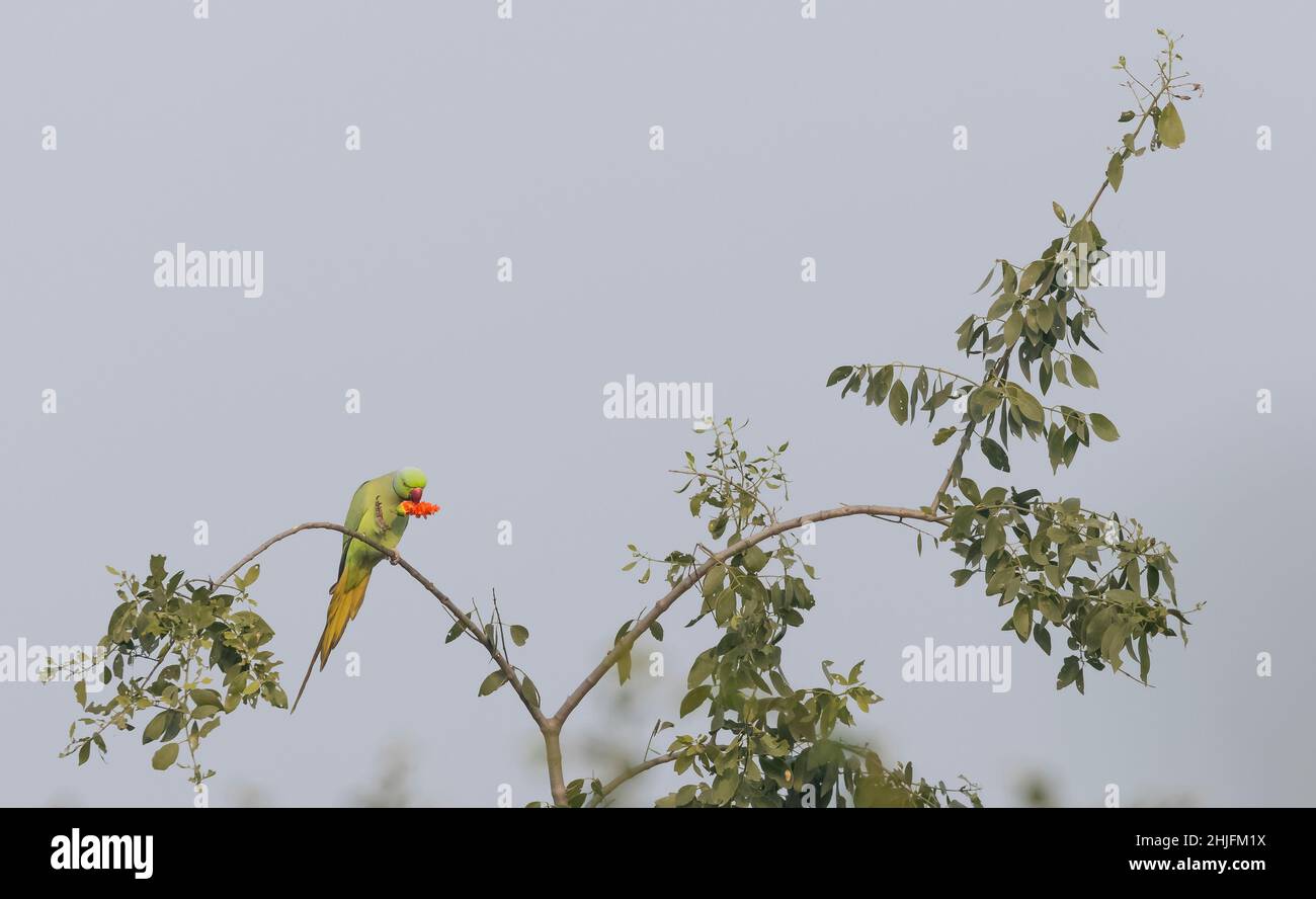 Migrated bird in the forest during the winter season in Indian forest ...